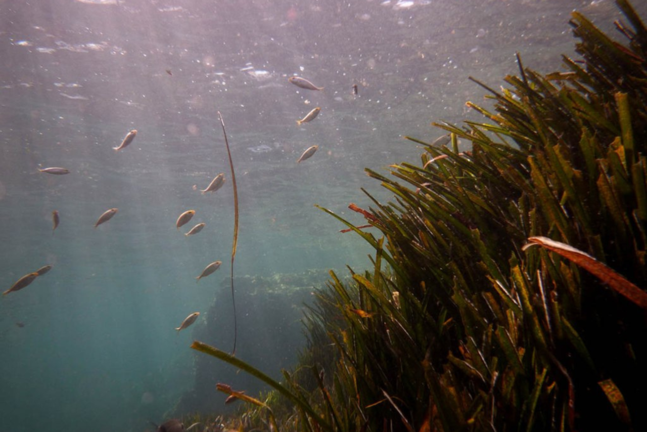 Riforestare il mare con la Posidonia: il progetto per salvare il ...