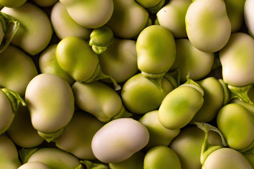 Fave: proprietà e benefici per una nutrizione naturale - Managaia