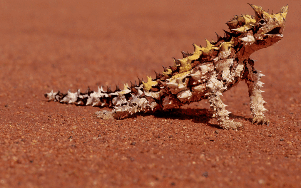 diavolo-spinoso-1024x640.png