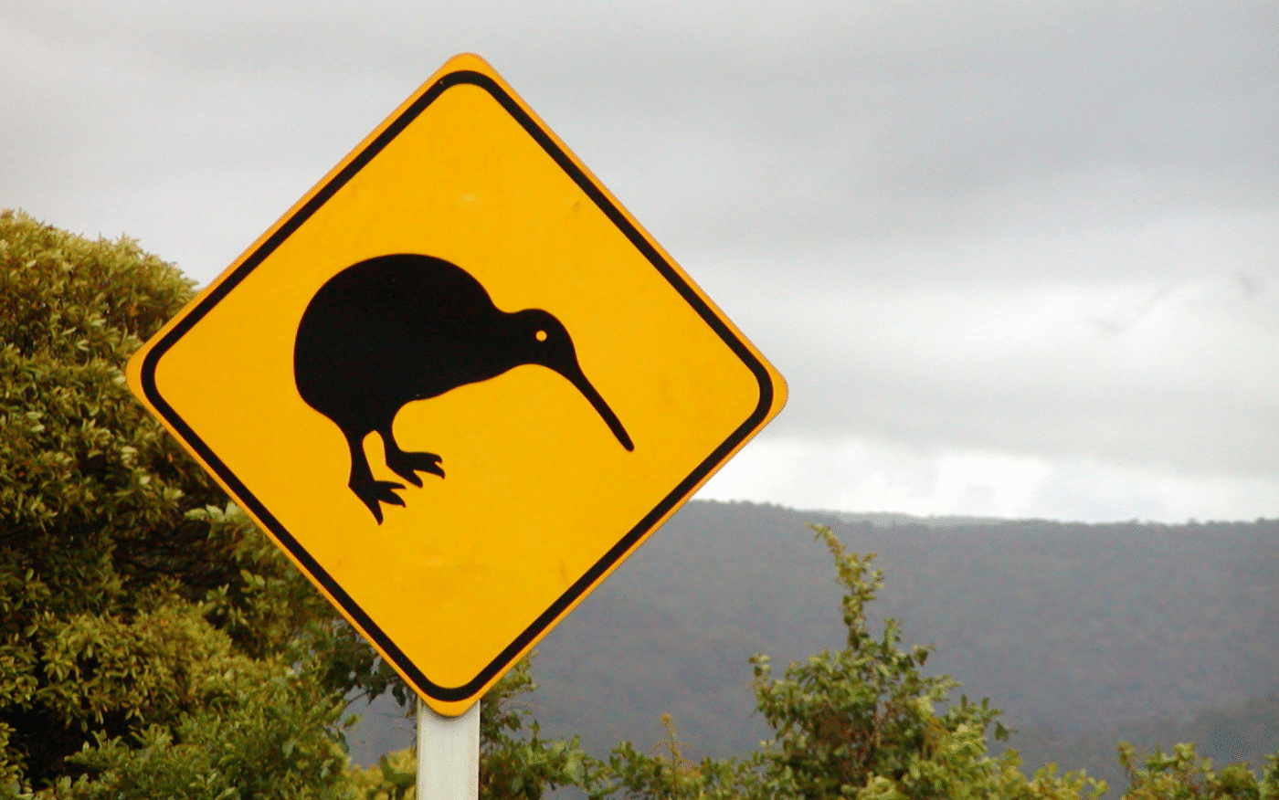 Uccello kiwi: cosa sapere sull'animale simbolo neozelandese | Managaia