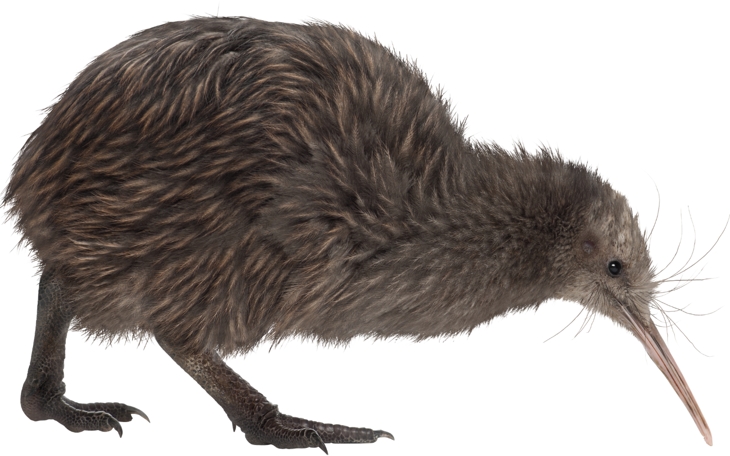 Uccello kiwi: cosa sapere sull'animale simbolo neozelandese | Managaia