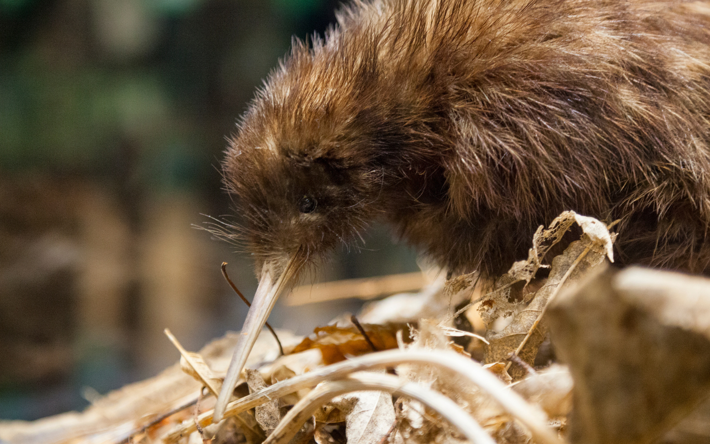 Uccello kiwi: cosa sapere sull'animale simbolo neozelandese | Managaia